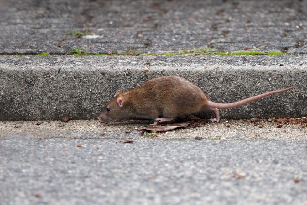 Souris et rats : Quelle est la différence ? - Nuisibles-out